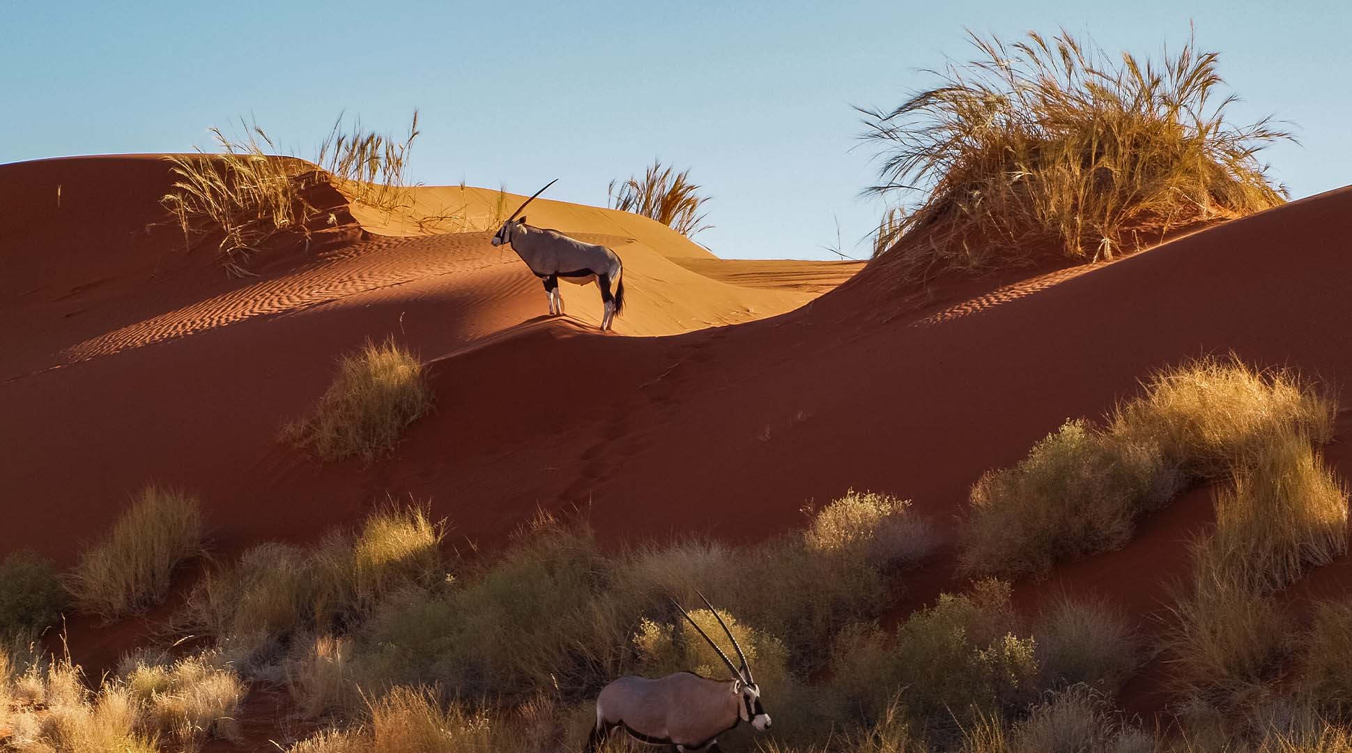 Luxury Holidays Namibia 2022/2023 | Luxury Safari Namibia
